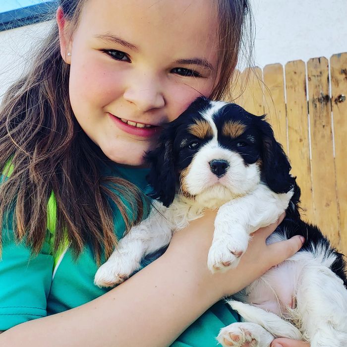 Ruby Mountain Cavaliers - Cavalier King Charles Spaniel, Pets, Puppies ...
